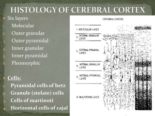 Cortical areas of brain | PPTX