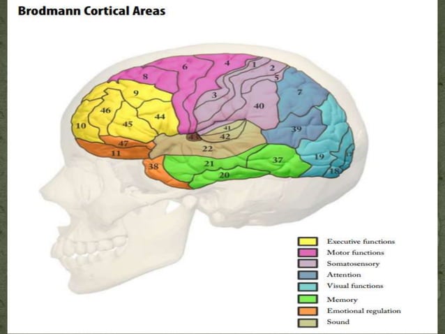 Cortical areas of brain | PPTX | Brain and Nervous System Disorders ...