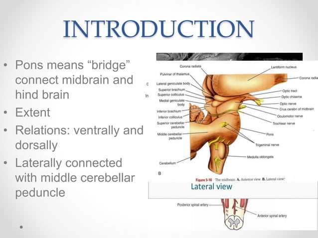 1. pons dr pratik | PPT