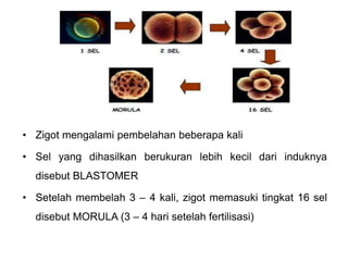 PROSES KEHAMILAN | PPTX