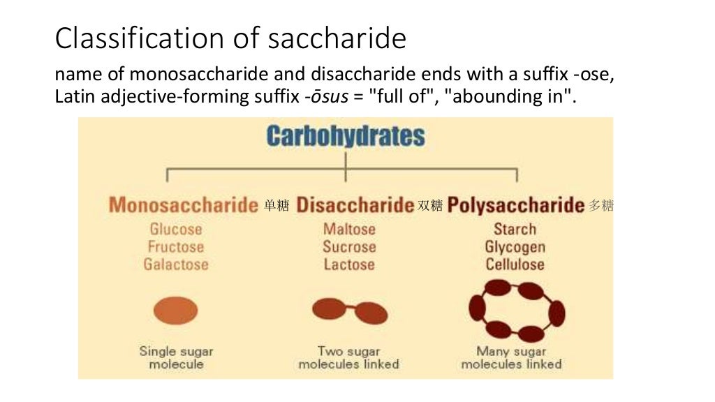 1.3 saccharide UEC Senior 1 Biology 独中高一生物