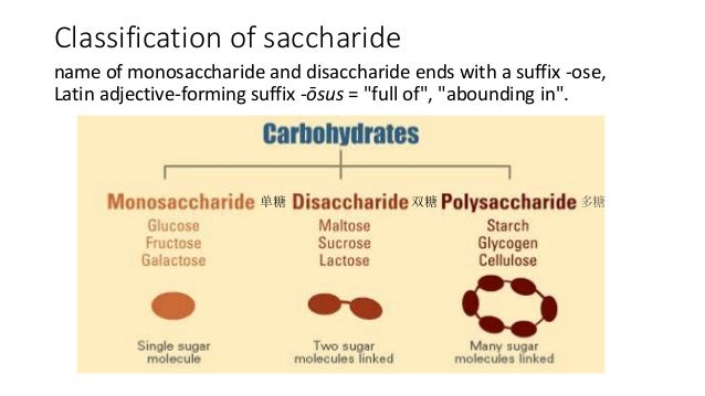 1.3 saccharide UEC Senior 1 Biology 独中高一生物