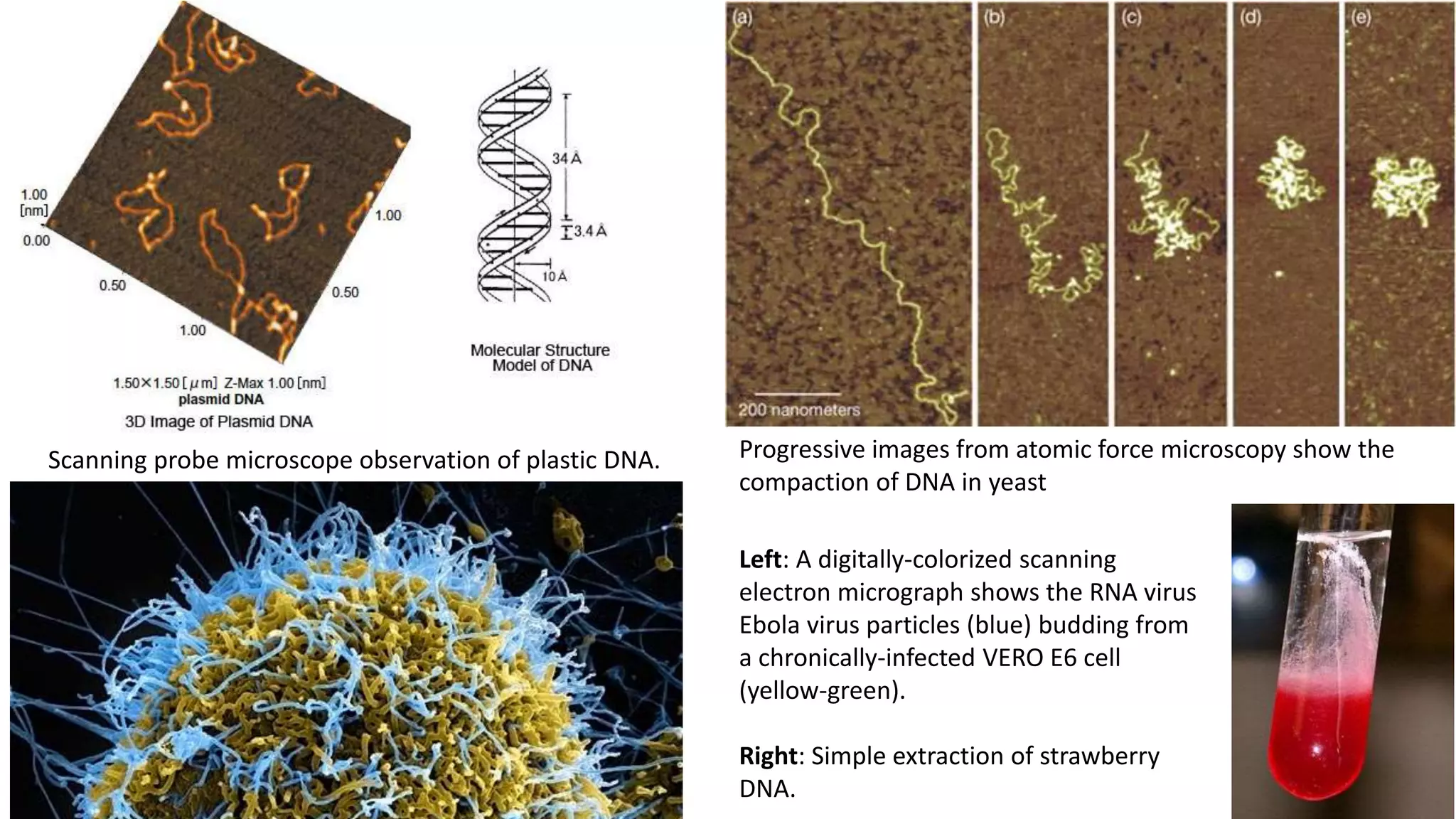 1.6 nucleic acids UEC Senior 1 Biology 独中高一生物 | PPTX