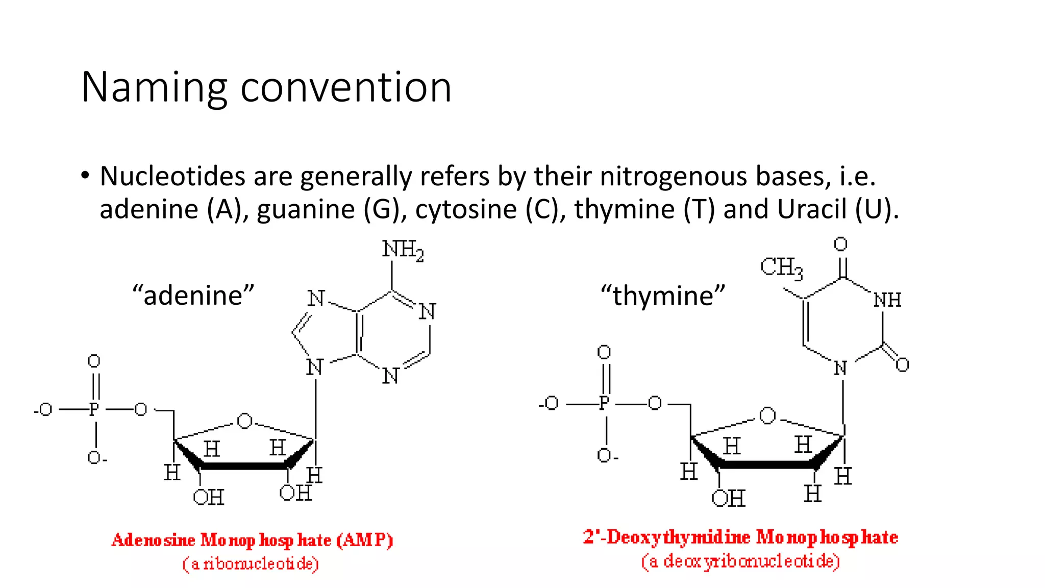 1.6 nucleic acids UEC Senior 1 Biology 独中高一生物 | PPTX