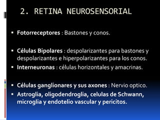 fisiologia de la retina. | PPTX