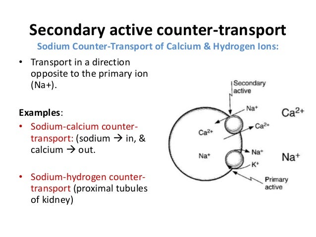 Cell Physiology 1-dr. roomi