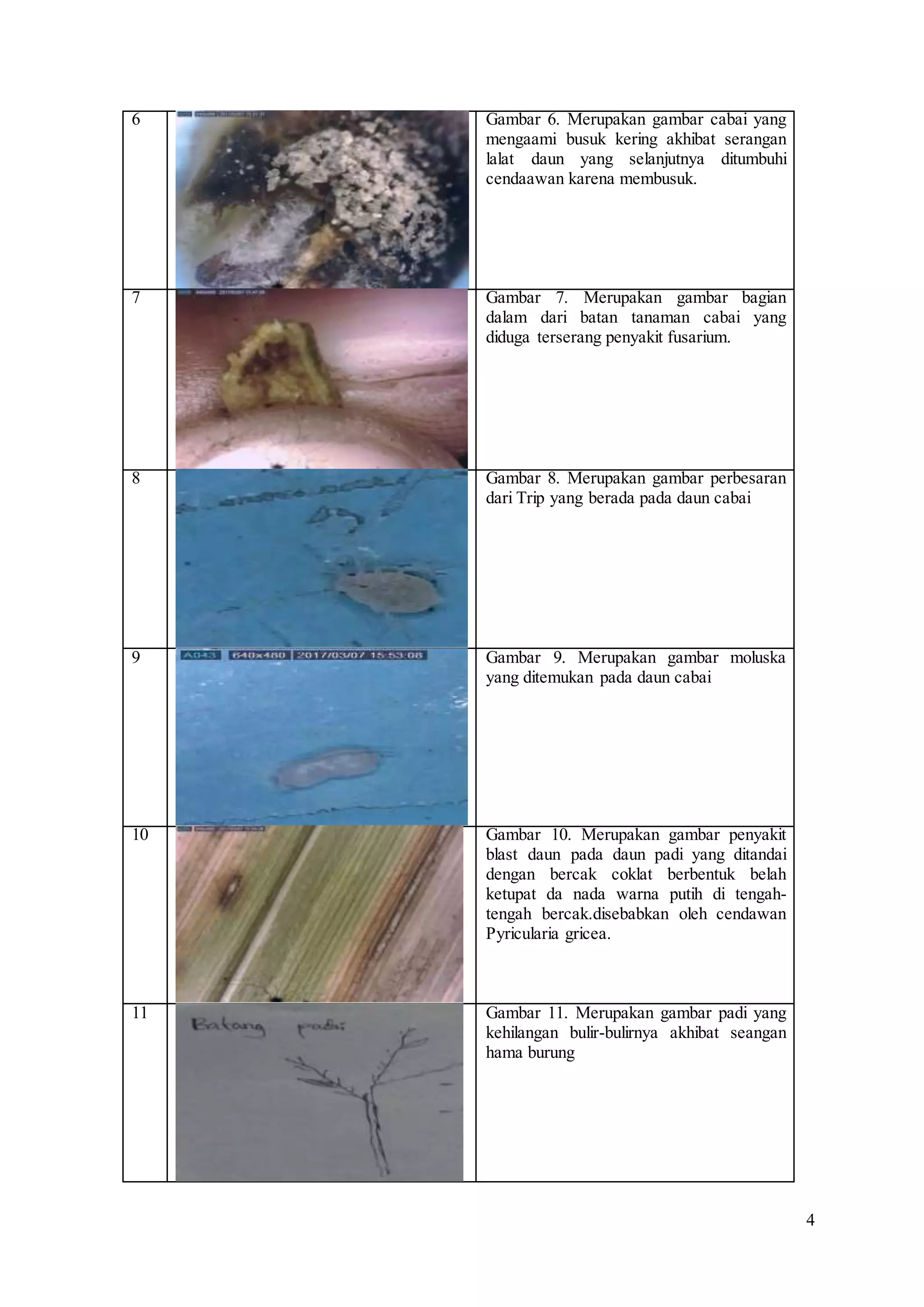 identifikasi gejala serangan hama dan patogen pada tanaman padi dan ...