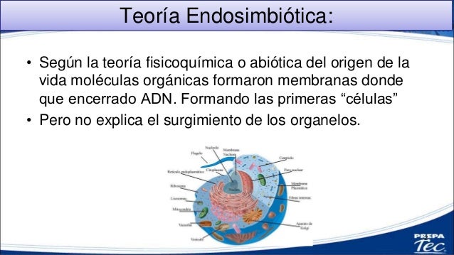 1.3 Teoría endosimbiótica