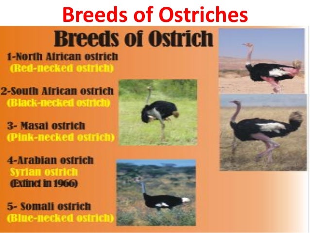 1.6 breeds of ostrich in the world