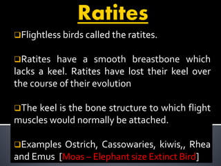 1.5 ostrich the mellinum bird | PPT
