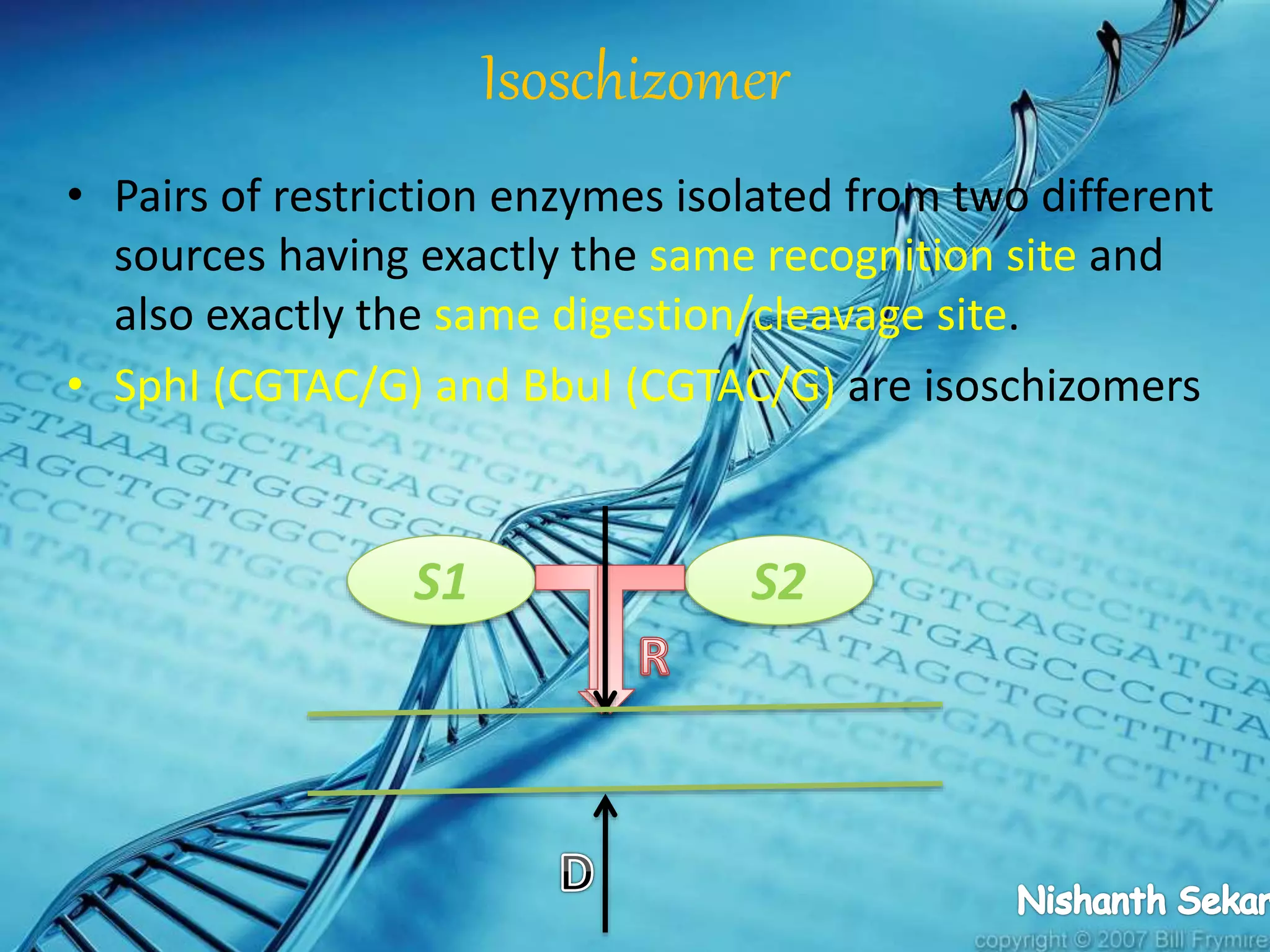 Types of Restriction Endonuclease enzymes | PPTX
