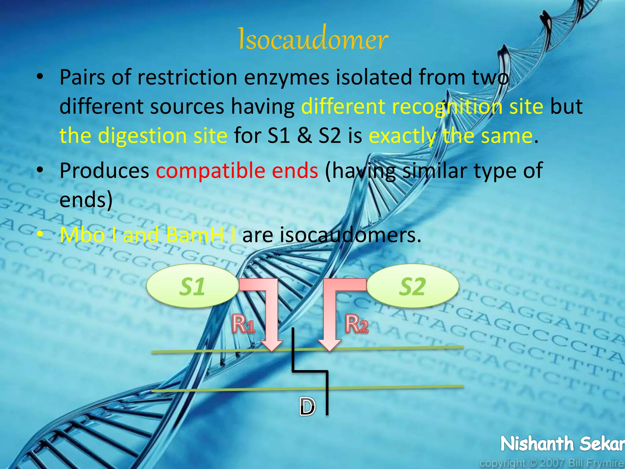 Types of Restriction Endonuclease enzymes | PPTX