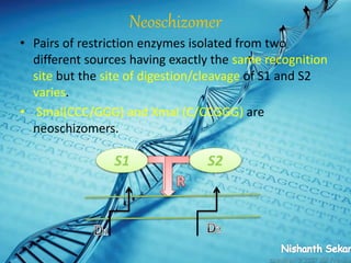 Types of Restriction Endonuclease enzymes | PPTX