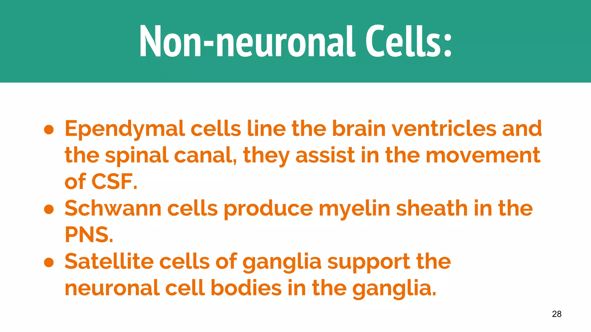 Neuroanatomy | 1. Introduction to Neuroanatomy | PDF