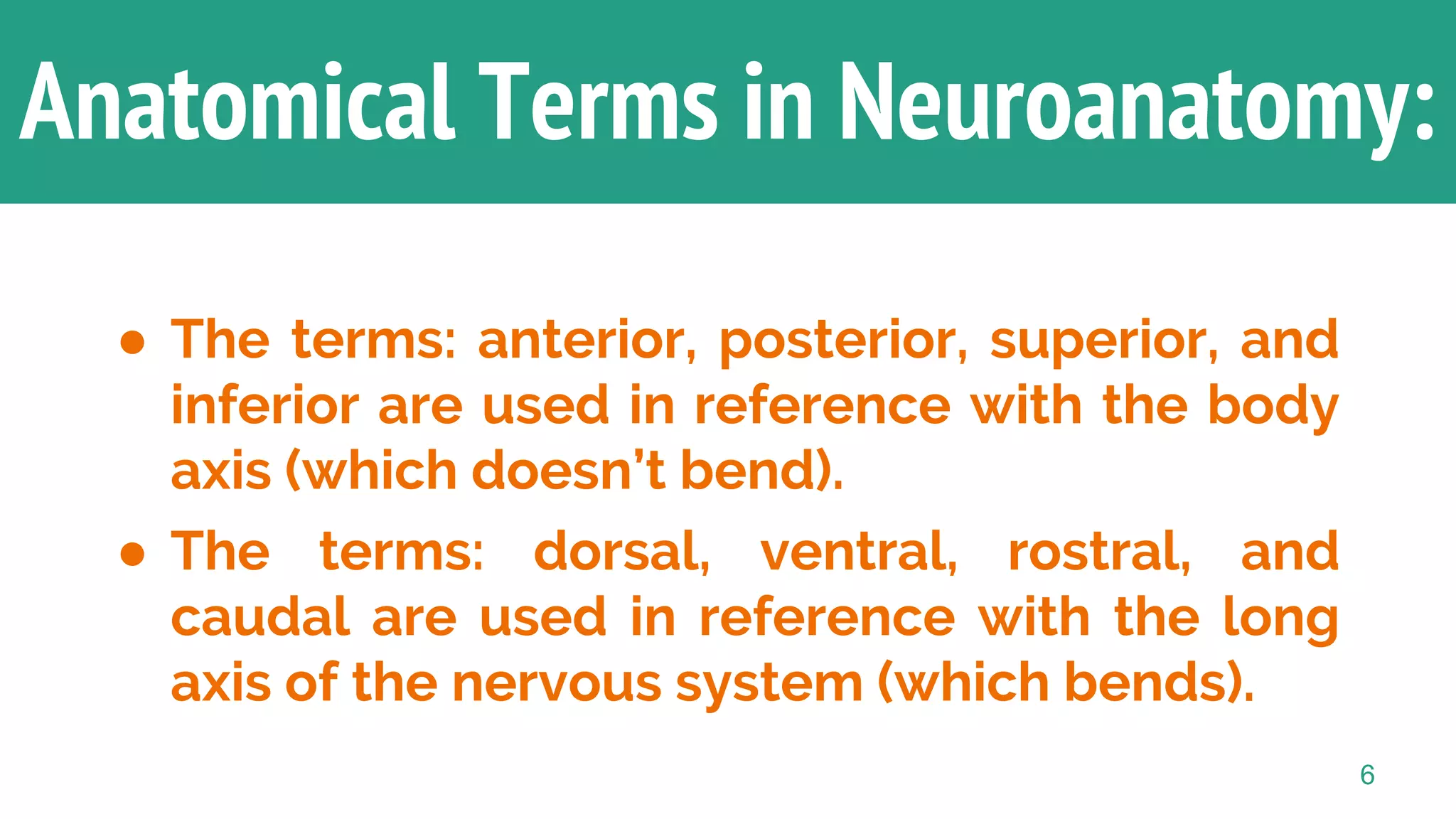 Neuroanatomy | 1. Introduction to Neuroanatomy | PDF