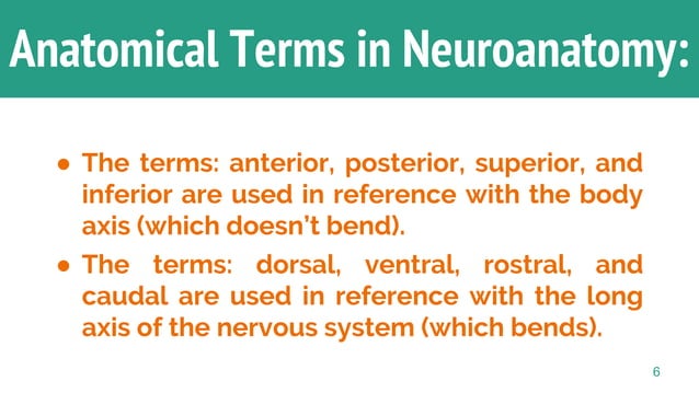 Neuroanatomy | 1. Introduction to Neuroanatomy