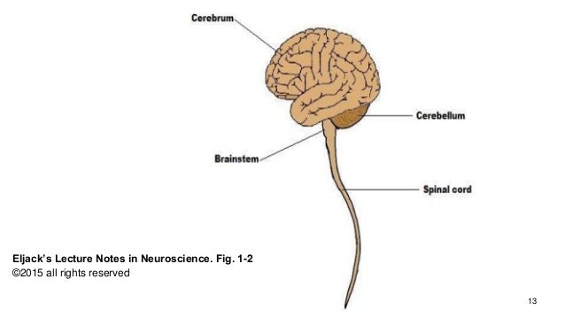 Neuroanatomy | 1. Introduction to Neuroanatomy