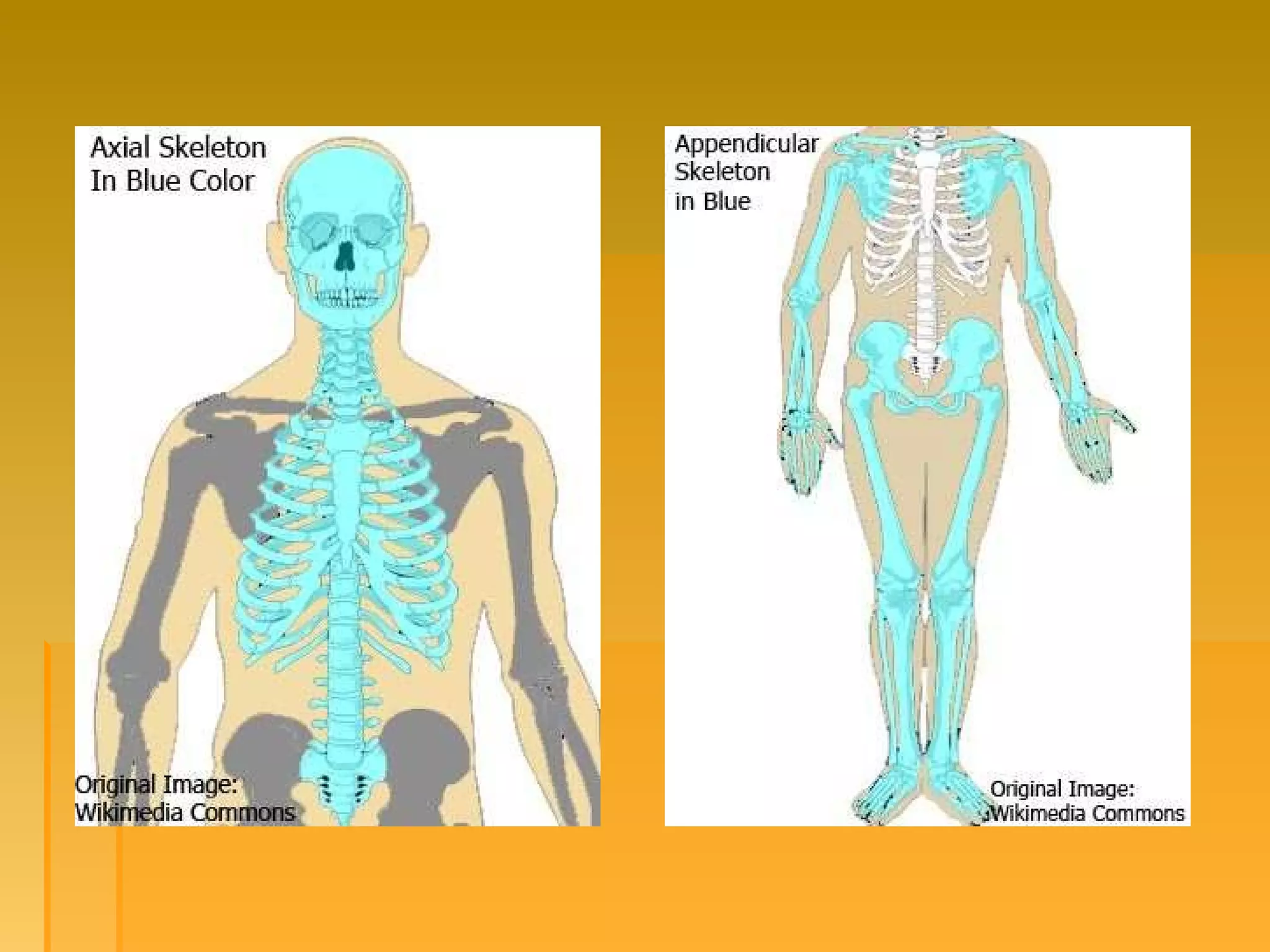 Skeleton of Man. Osteology | PPT