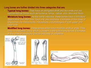 Skeleton of Man. Osteology | PPT