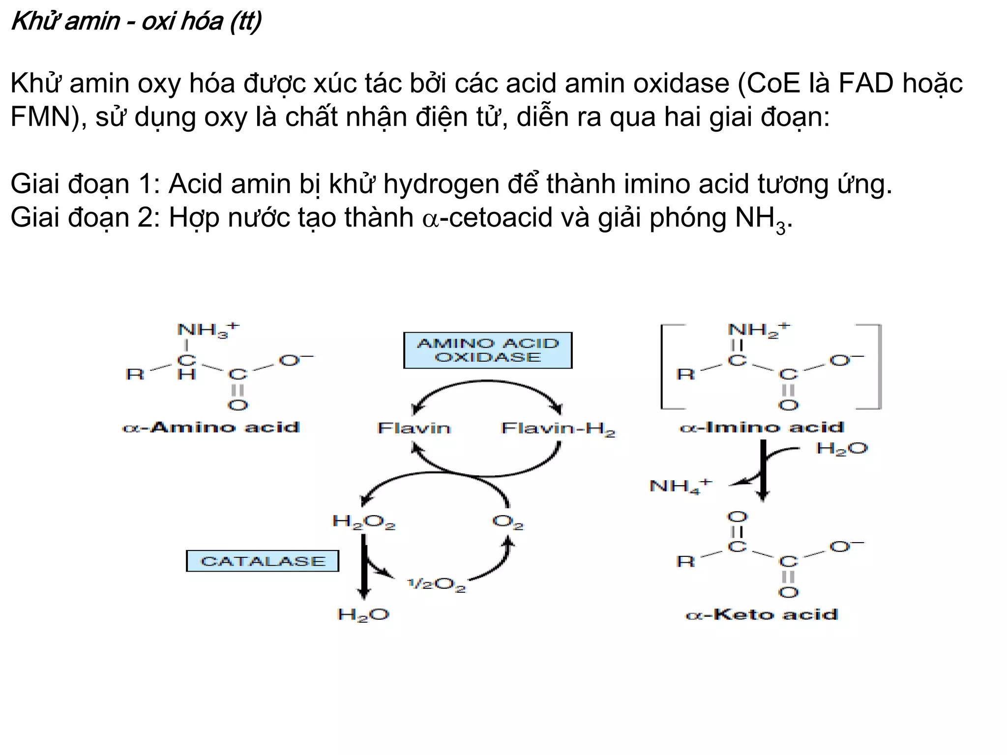 CHUYỂN HÓA PROTEIN | PDF