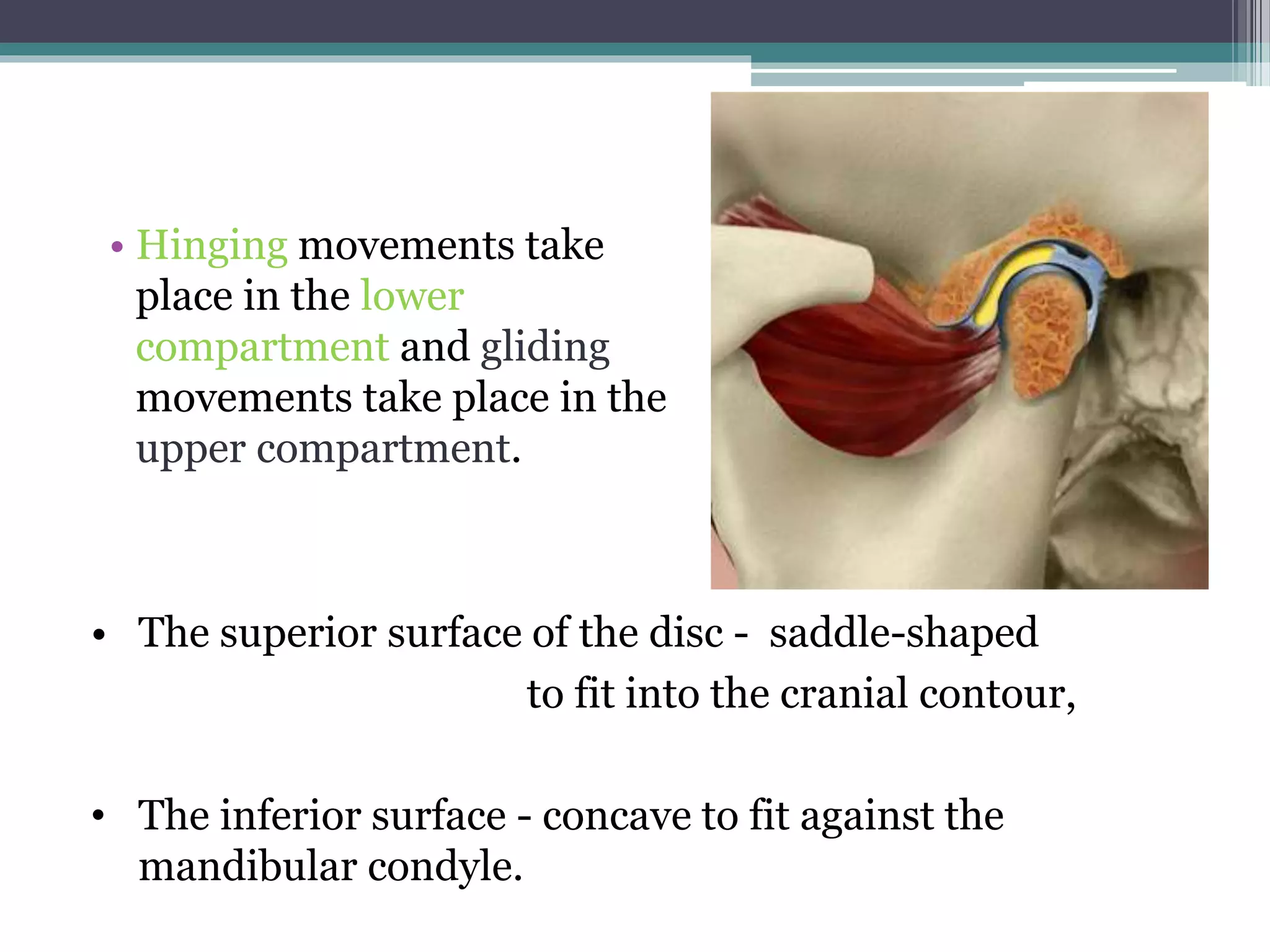 Temperomandibular joint Anatomy | PPTX