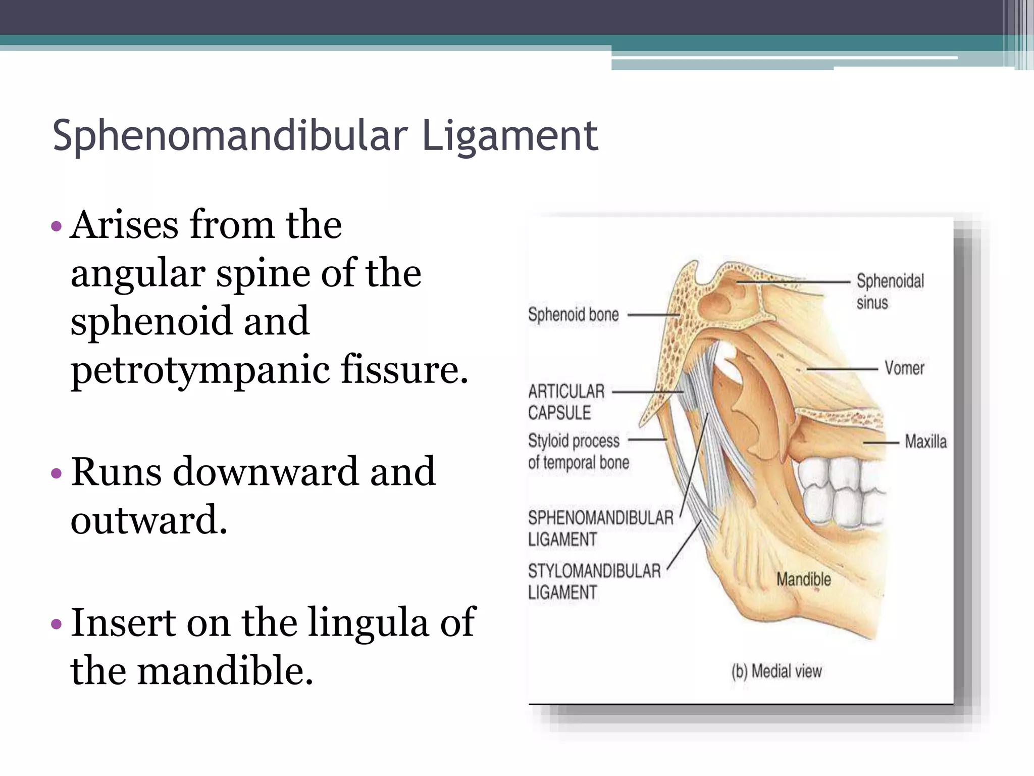 Temperomandibular joint Anatomy | PPTX