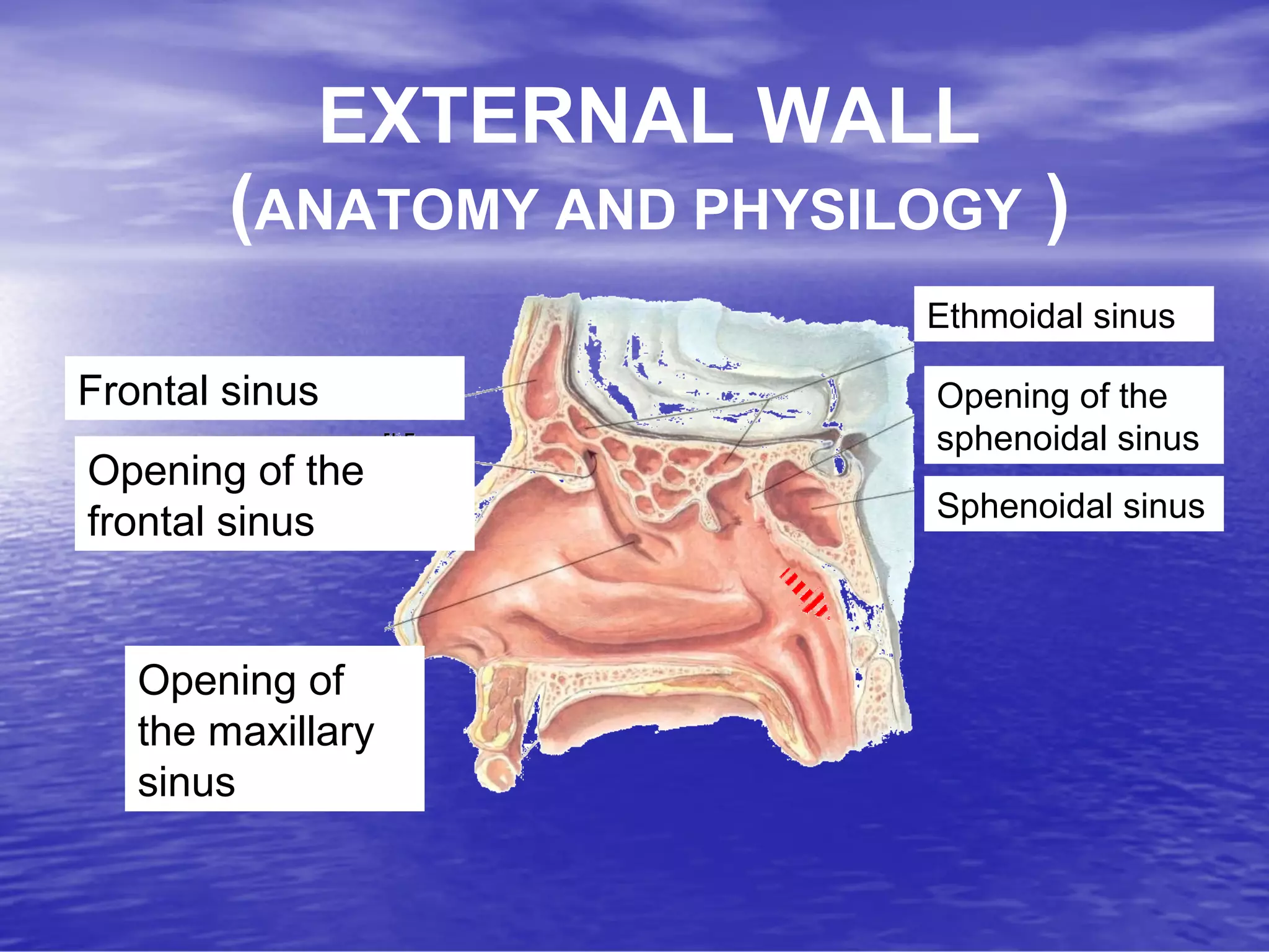 Anatomy, Physiology & Diseases of nose. Paranasal sinuses | PPT