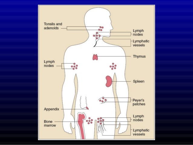 Structure & Functions of immune system