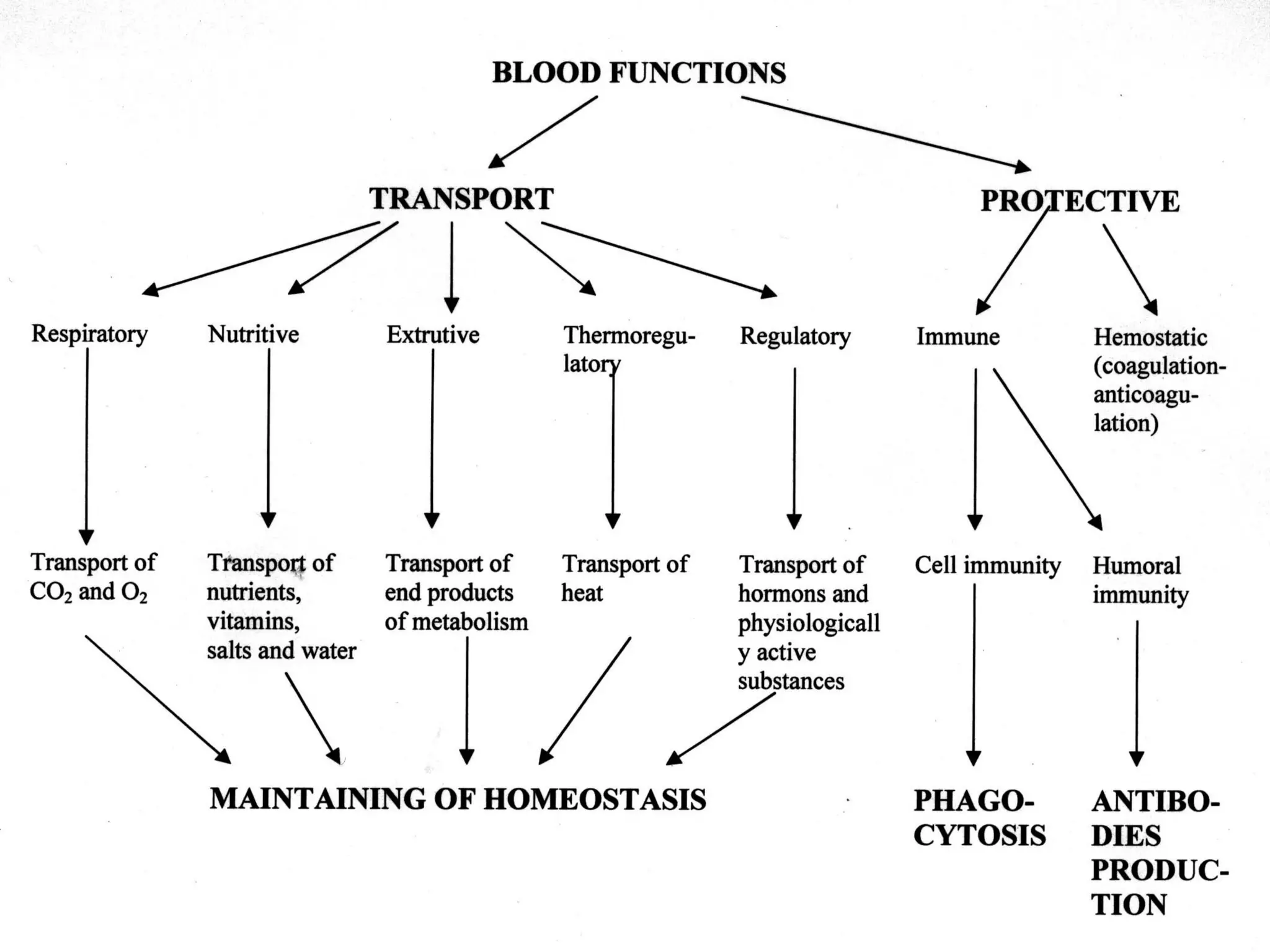 Physiology of Blood | PPT