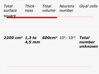 Physiology of Cortex | PPT