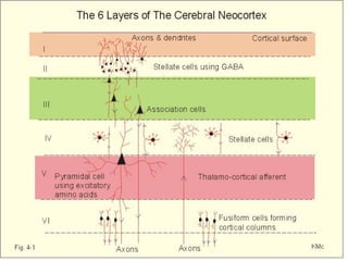 Physiology of Cortex | PPT