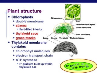plant photosynthesis | PPT