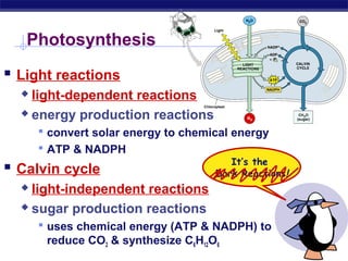 plant photosynthesis | PPT