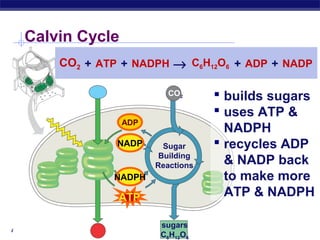 plant photosynthesis | PPT