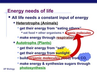plant photosynthesis | PPT