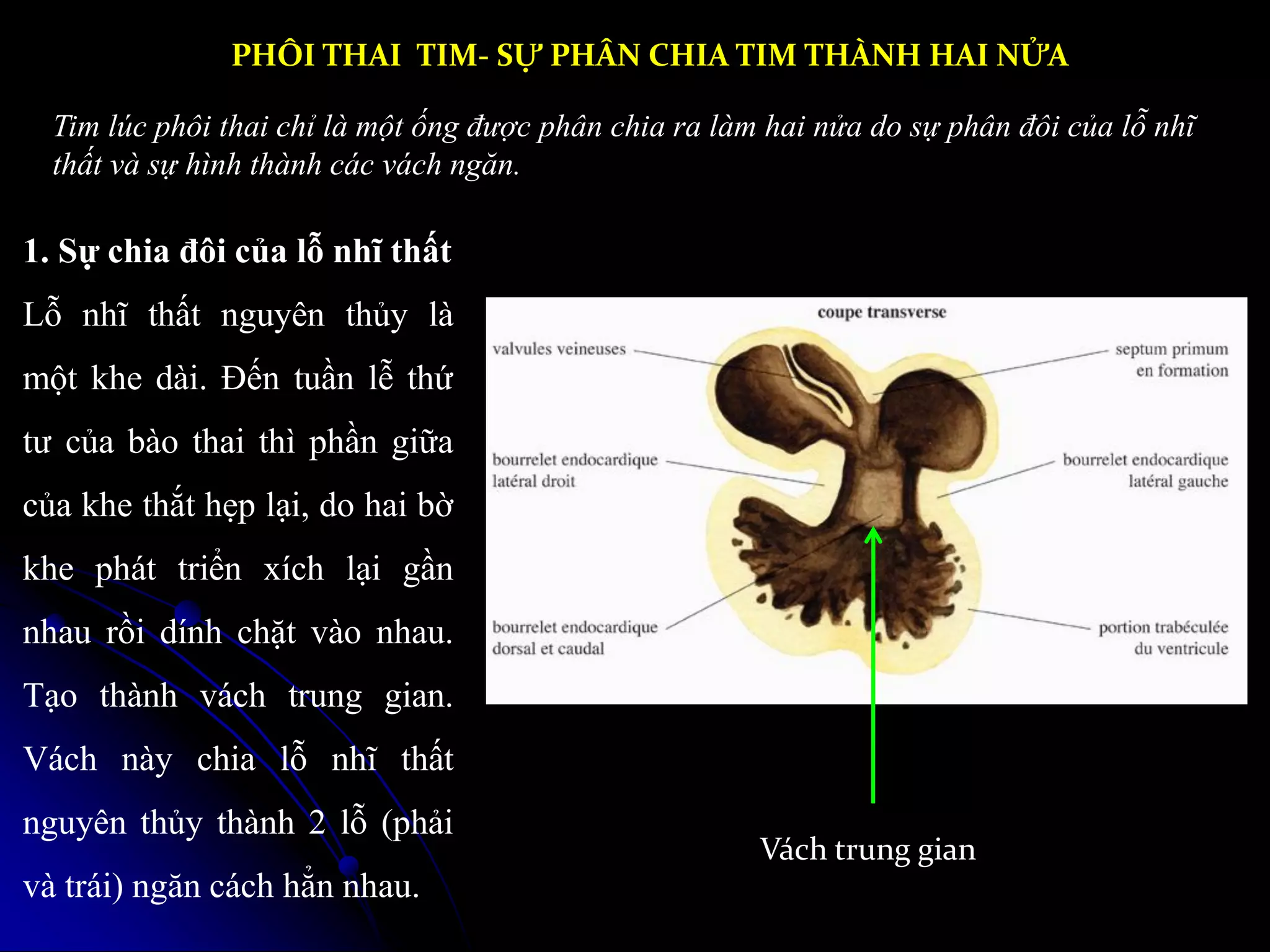 GIẢI PHẪU TIM | PDF