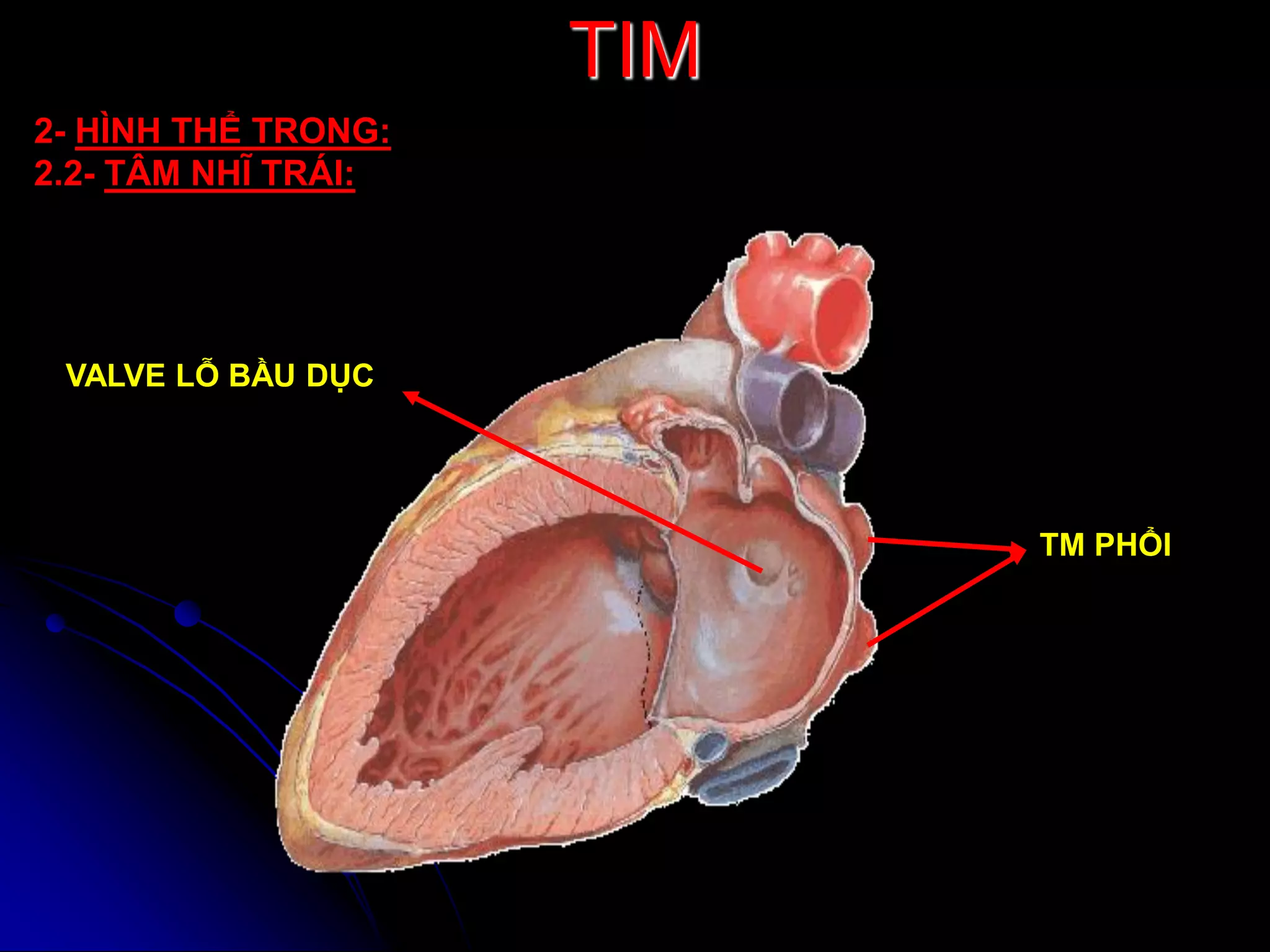 GIẢI PHẪU TIM | PDF