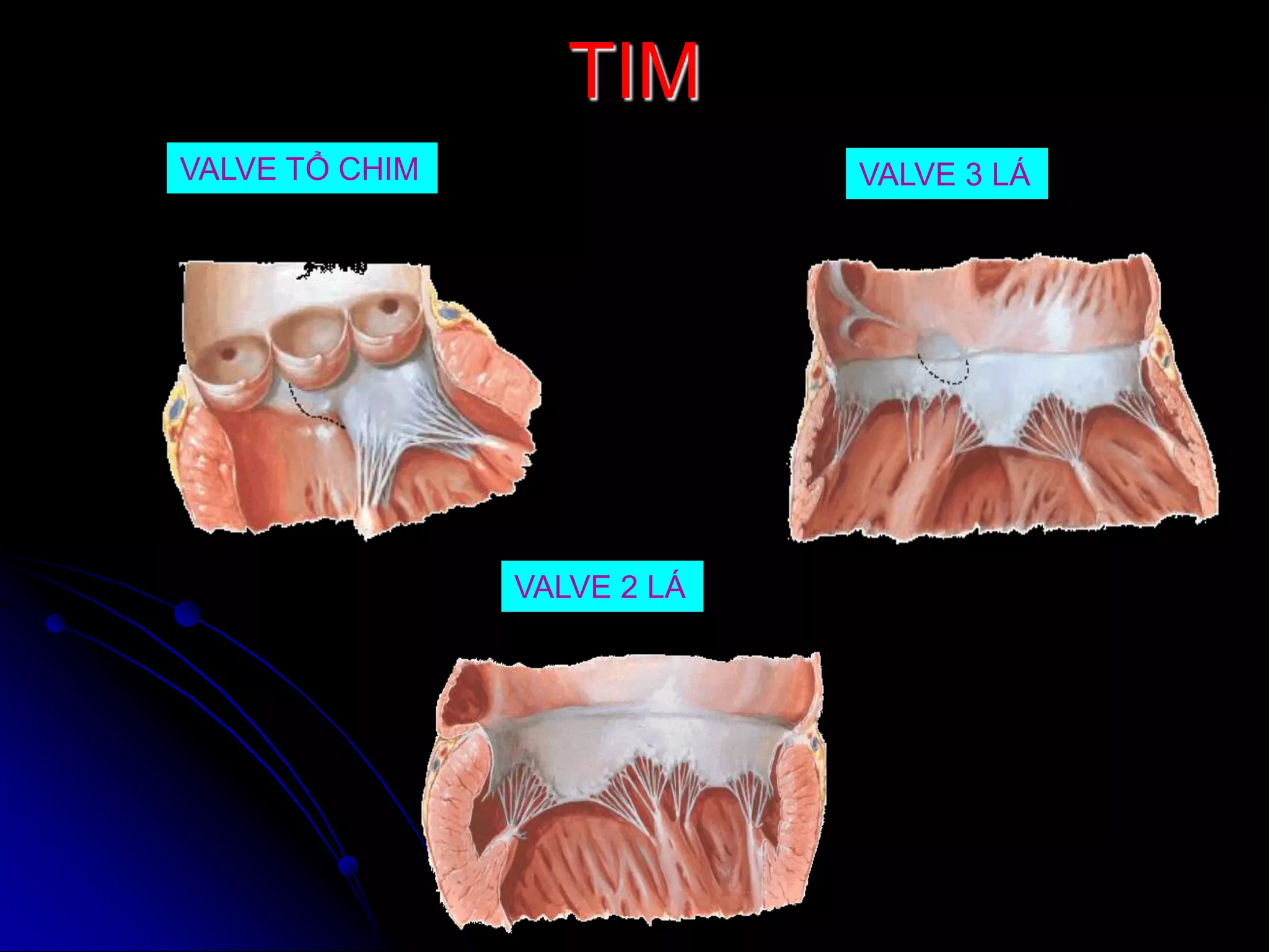 GIẢI PHẪU TIM | PDF