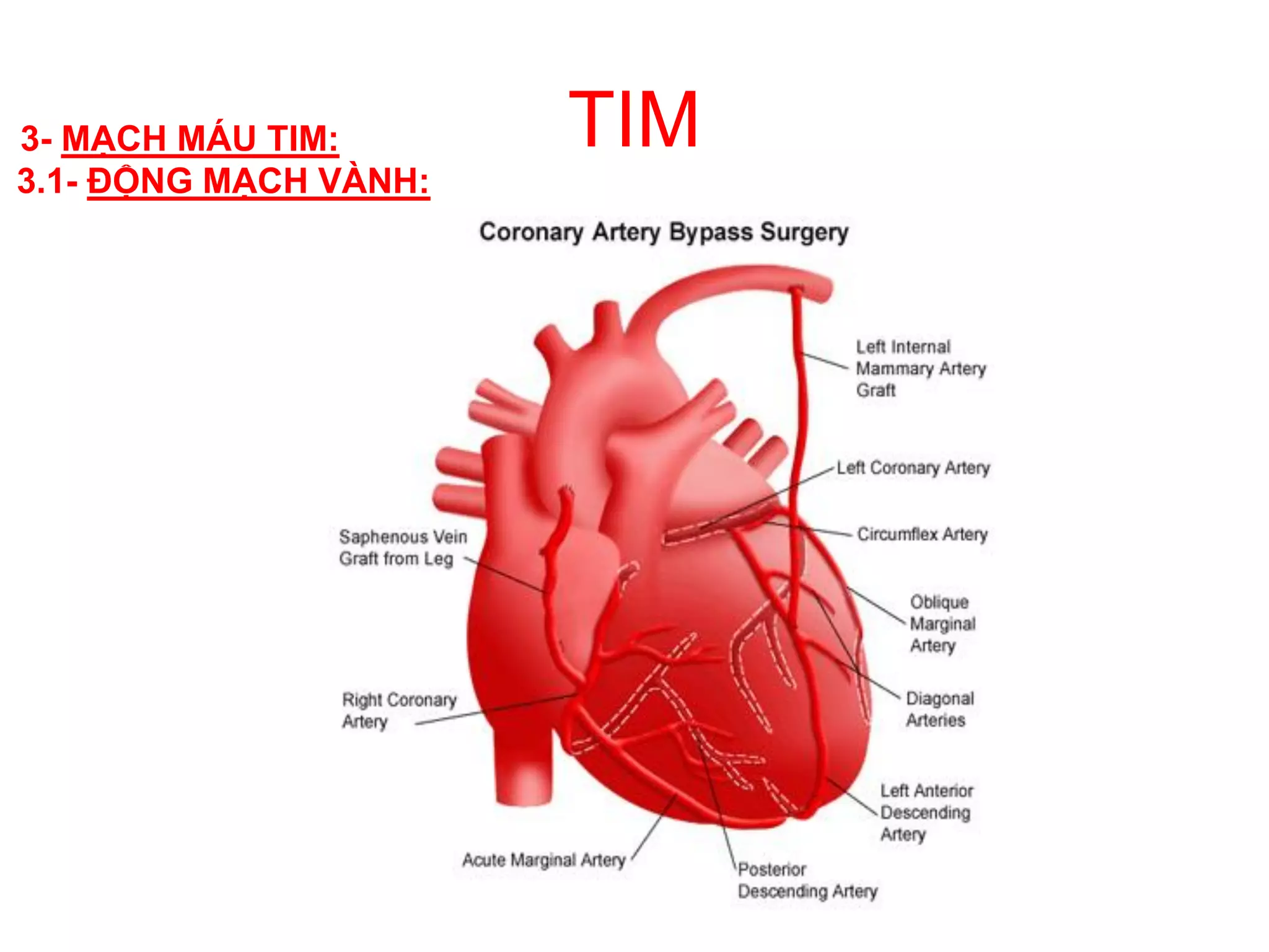 GIẢI PHẪU TIM | PDF