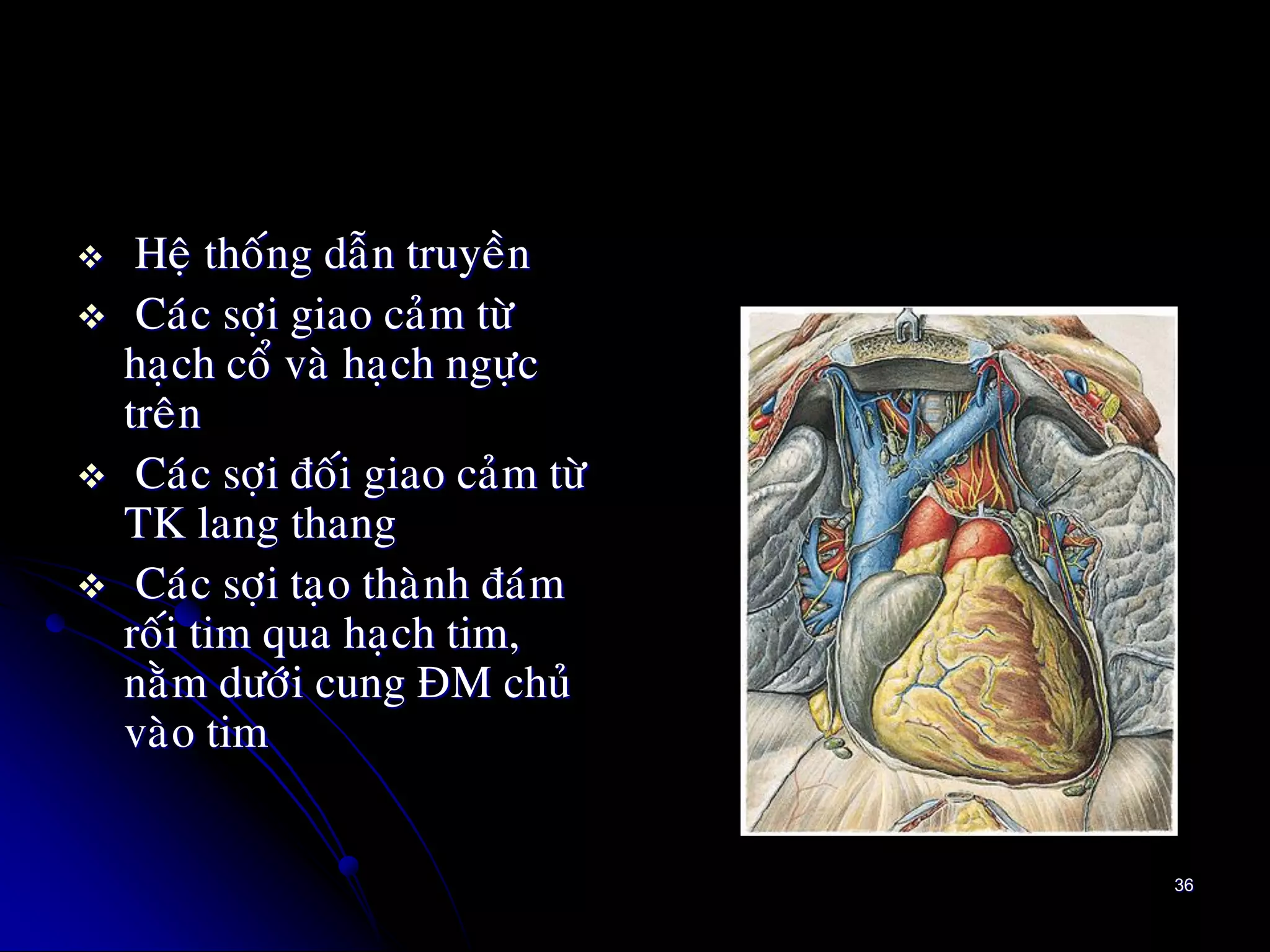 GIẢI PHẪU TIM | PDF