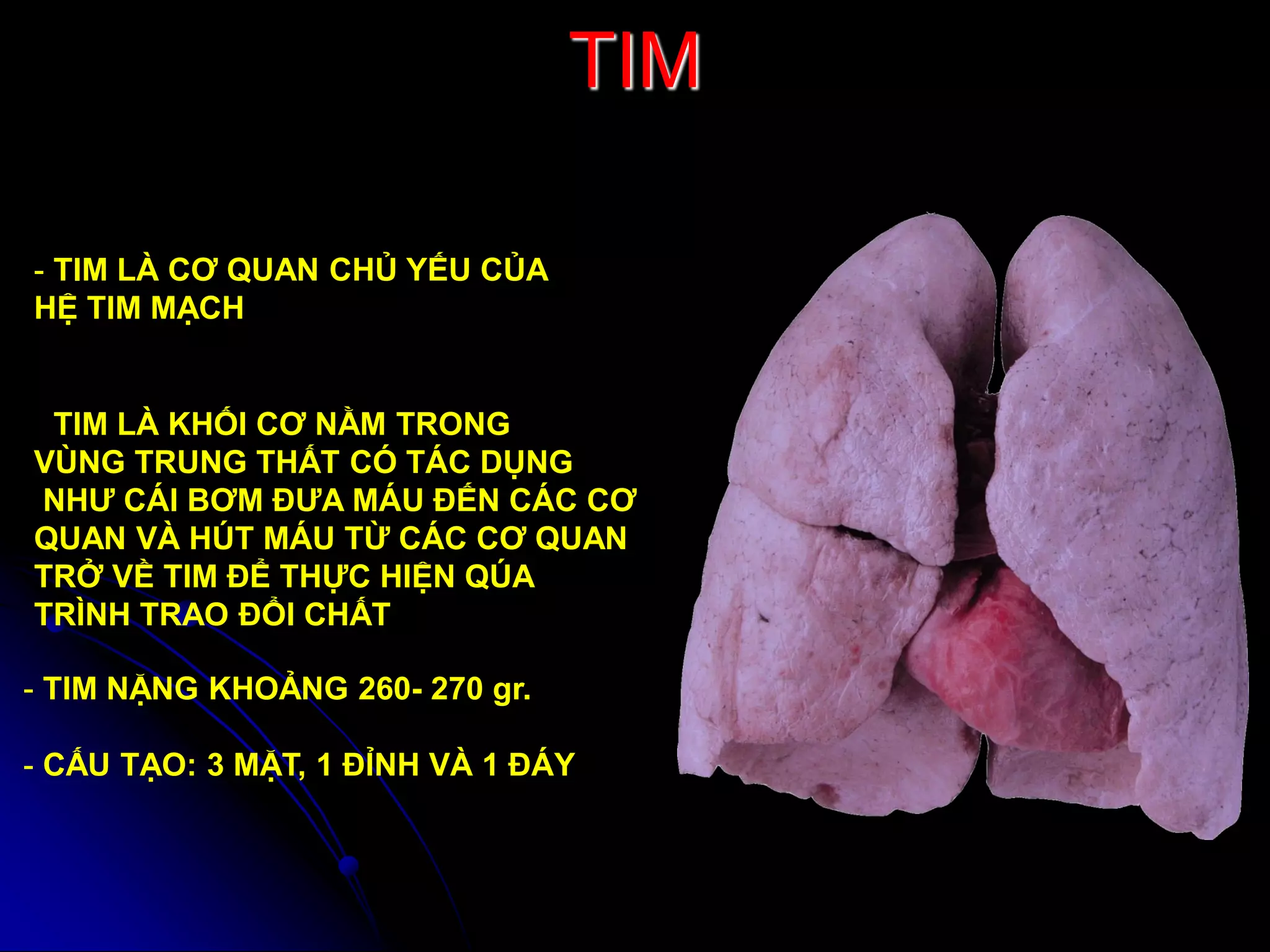 GIẢI PHẪU TIM | PDF