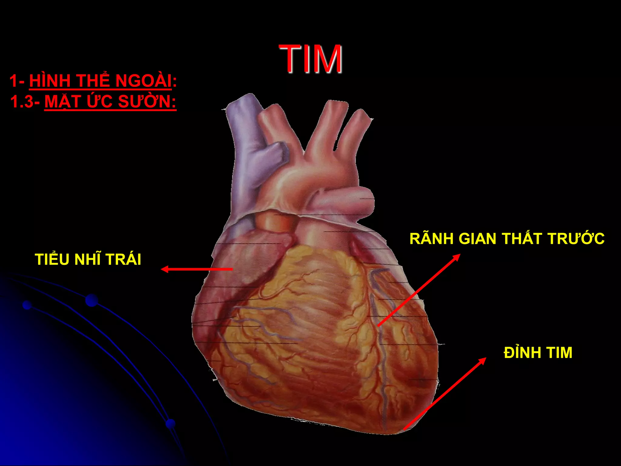 GIẢI PHẪU TIM | PDF