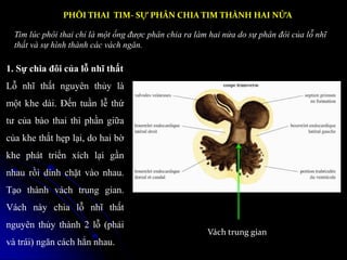 GIẢI PHẪU TIM | PDF