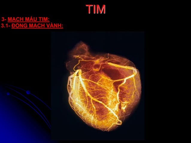 GIẢI PHẪU TIM | PDF