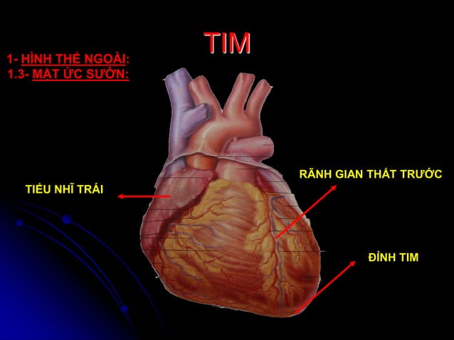 GIẢI PHẪU TIM | PDF