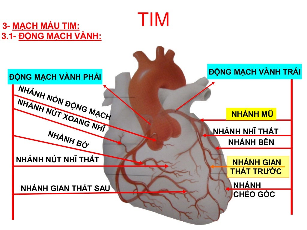 GIẢI PHẪU TIM