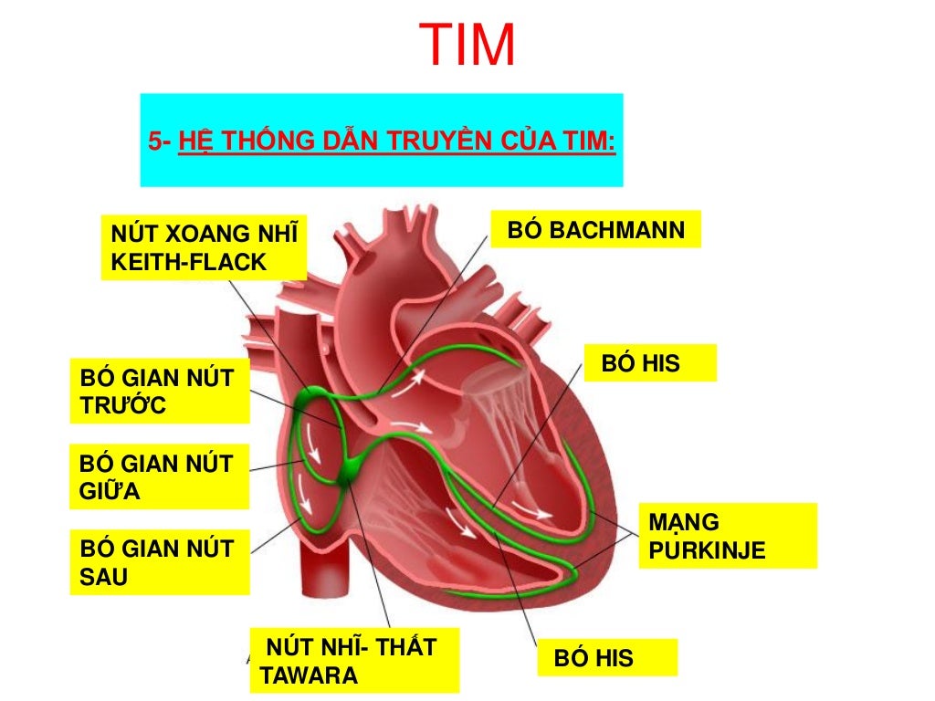GIẢI PHẪU TIM