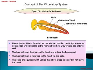 1.2 concept of the circulatory system | PPT