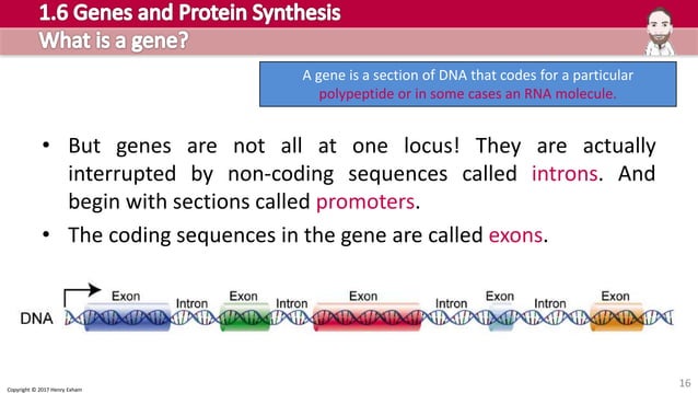 Cambridge Pre-U Biology - 1.6 Genes and Protein Synthesis PART 1 Sample ...