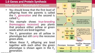 Cambridge Pre-U Biology - 1.6 Genes and Protein Synthesis PART 2 Sample ...
